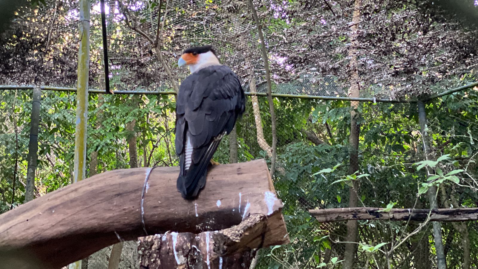 Casi 200 especies de aves endémicas en riesgo de extinción en Chiapas ...