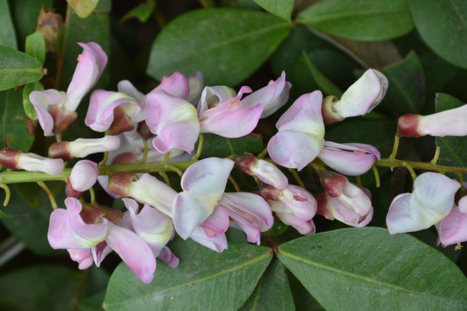 La flor de cuchunuc, un manjar en la gastronomía zoque - Noticias Voz e ...