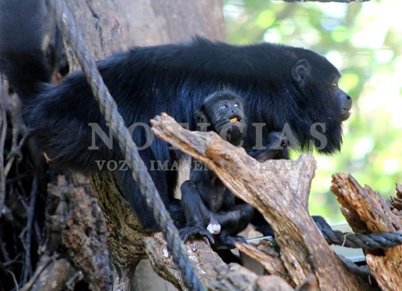 Por primera vez nace un ejemplar de mono saraguato el ZooMat - Noticias ...