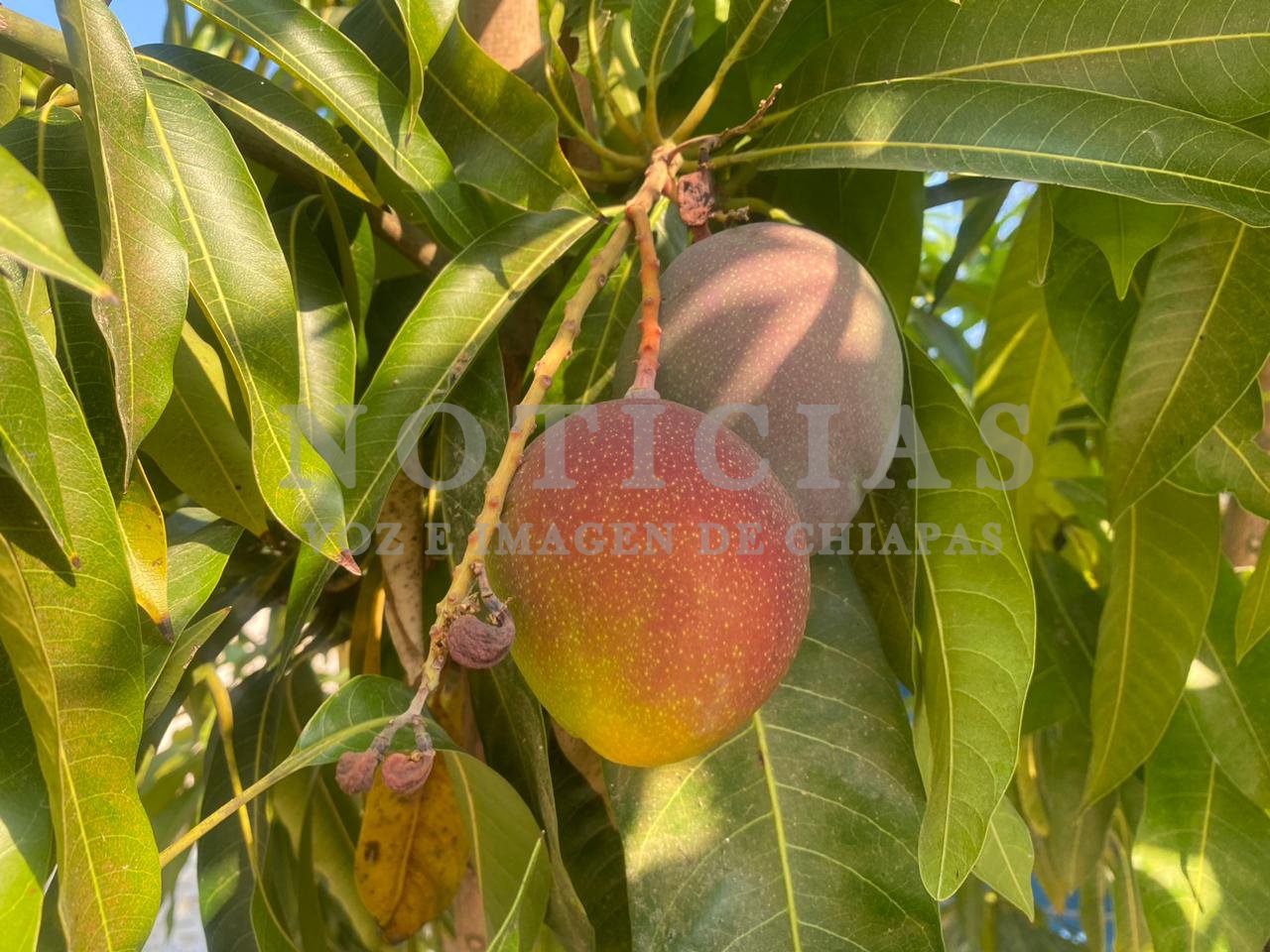 Disminuye producción del mango, en Chiapas - Noticias Voz e Imagen de ...