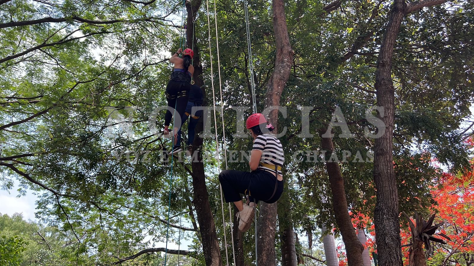 Ocio verde; trepa de árboles contacto y preservación de la naturaleza ...