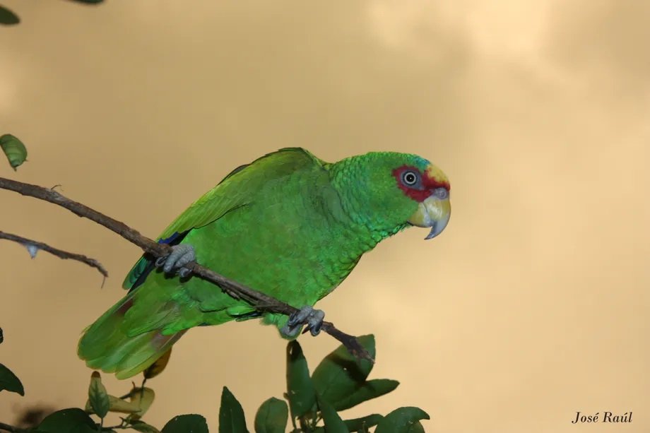 Exposición fotográfica virtual: Aves de la Selva - Noticias Voz e ...