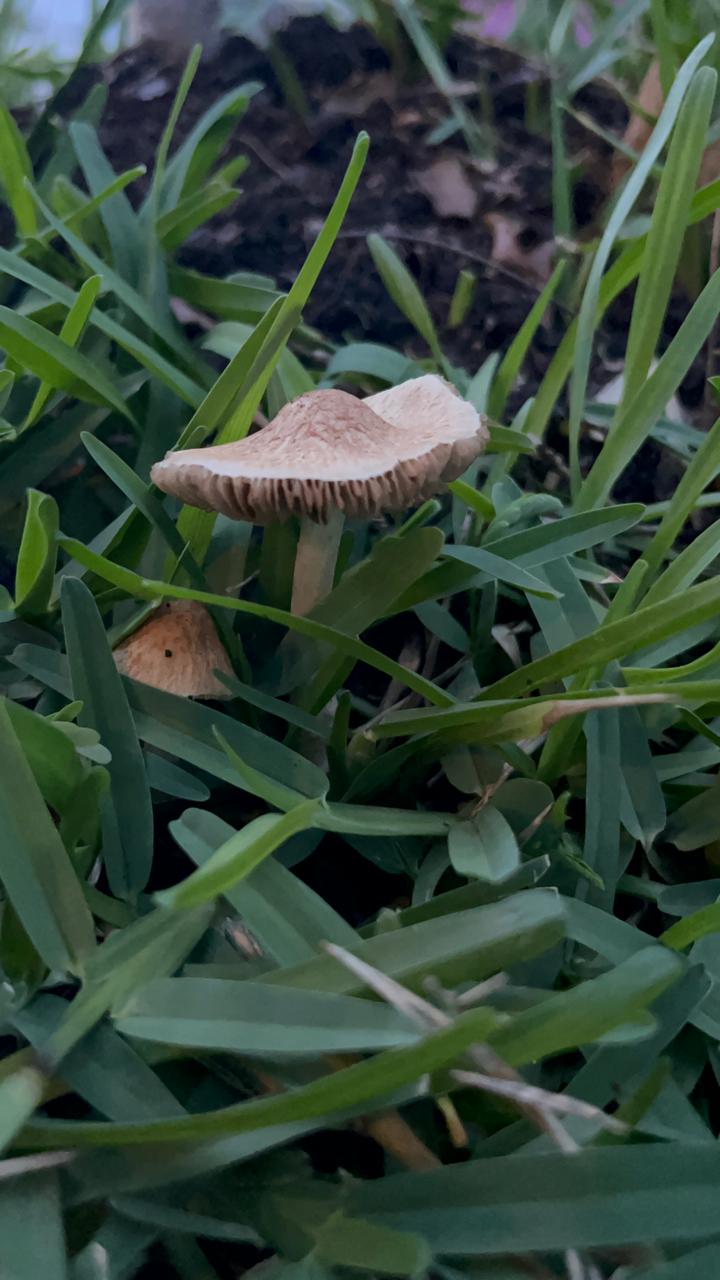 ¡Cuidado! No todos los hongos son comestibles - Noticias Voz e Imagen de Chiapas