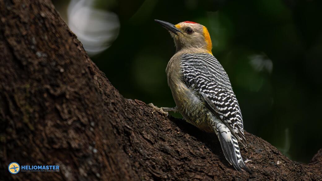 Inicia la temporada de aves migratorias; maravilla natural que nos ...